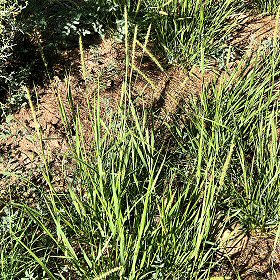 Setaria macrostachya or Plains Bristlegrass