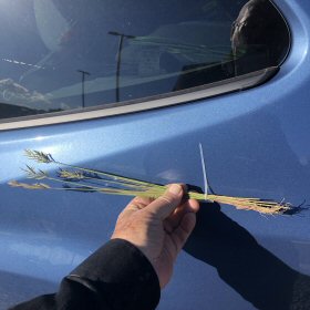 Vulpia octoflora or Sixweeks Feacue